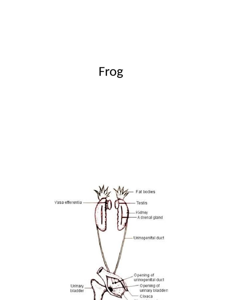 Frog: Reproductive Structure | PDF