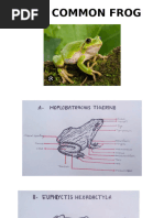 Frog Anatomy: Planes & External Parts | PDF | Anatomical Terms Of Location