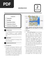 ? IGCSE Biology Chapter 11 Notes | PDF | Respiratory System ...