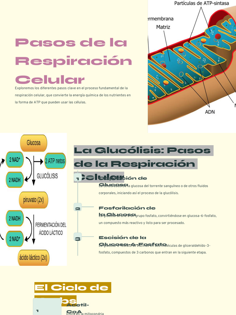 Comparto 'Pasos-de-la-Respiracion-Celular' Contigo | PDF | Respiración celular | Trifosfato de ...