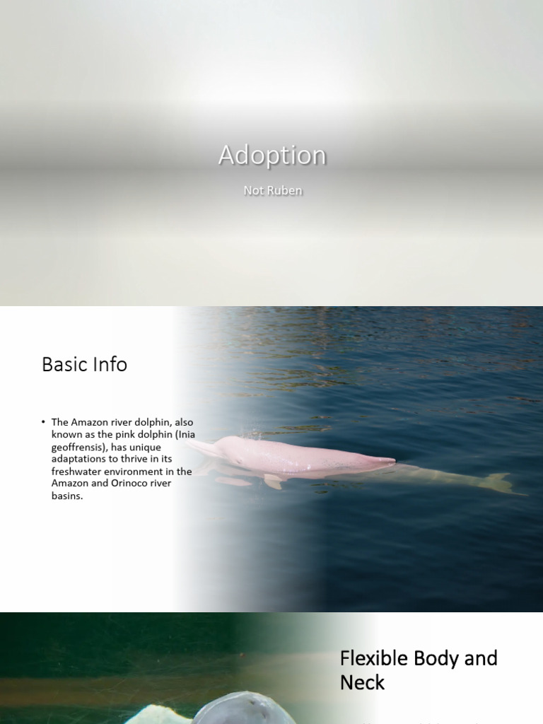 Amazon Pink Dolphin Adaptations | PDF