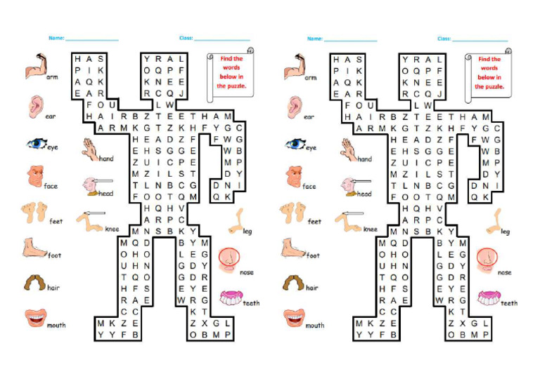 Body Parts Wordsearch | PDF