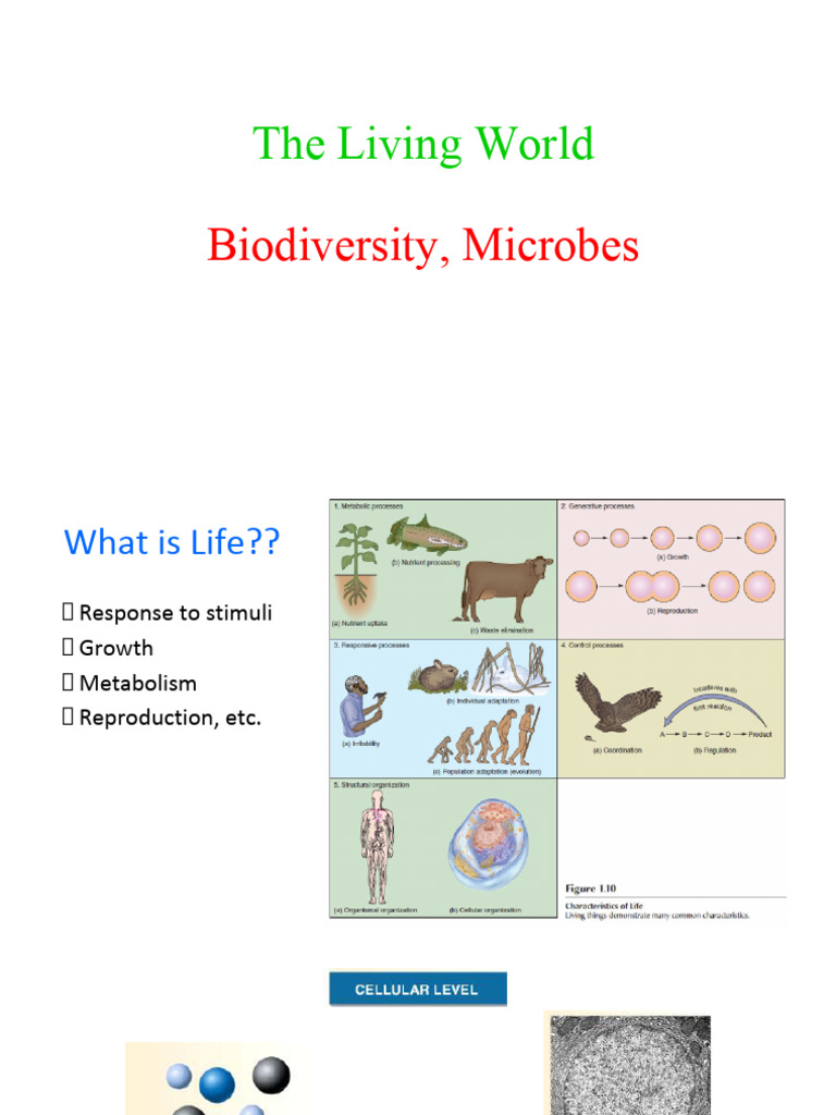 Understanding Biodiversity Basics | PDF