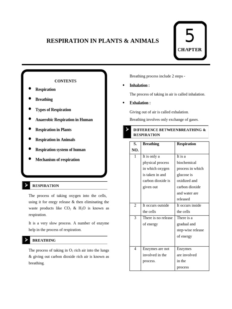 Respiration in Plants - Animals | PDF | Respiratory System | Cellular ...