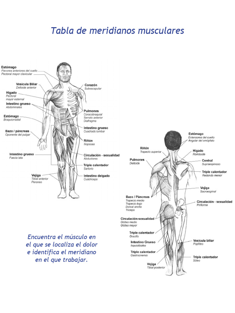 EMEDES WU2 Muscle Meridian | PDF