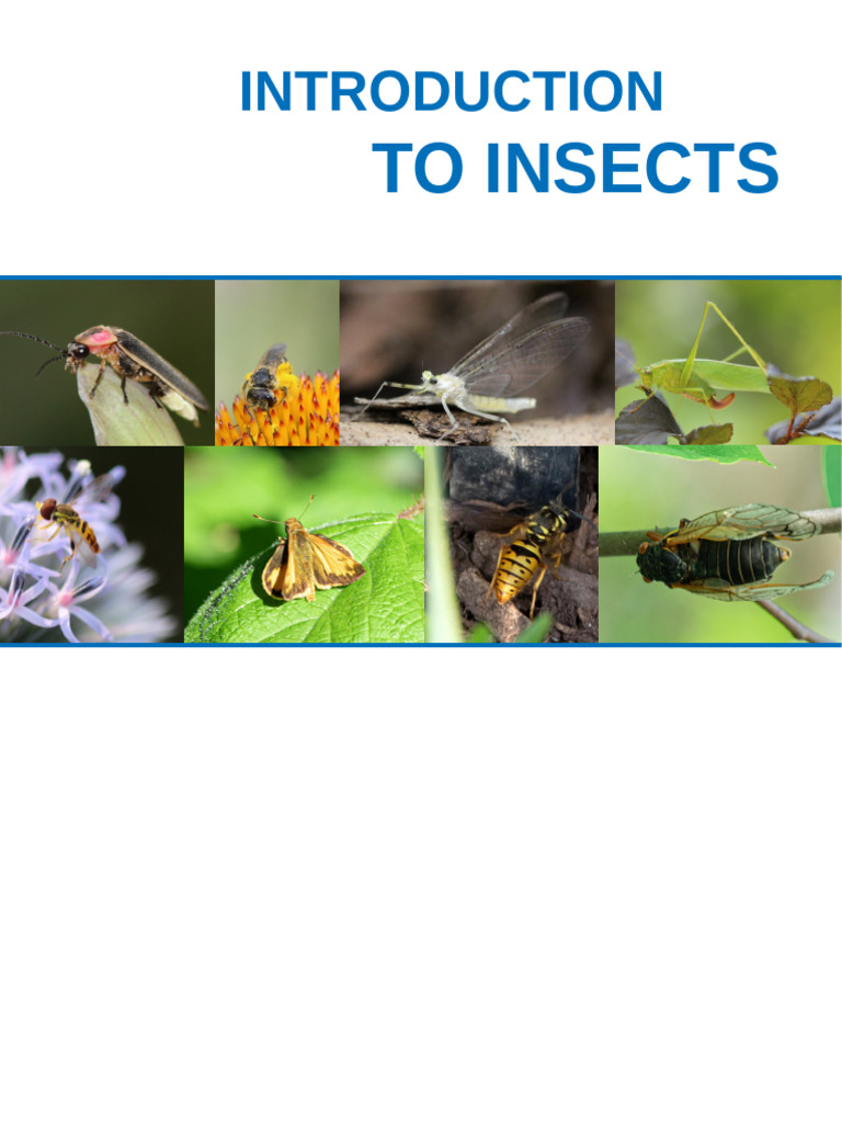 Introduction To Insects | PDF | Insects | Fly