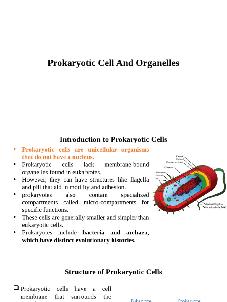 Prokaryotic Cells: Structure and Types | PDF
