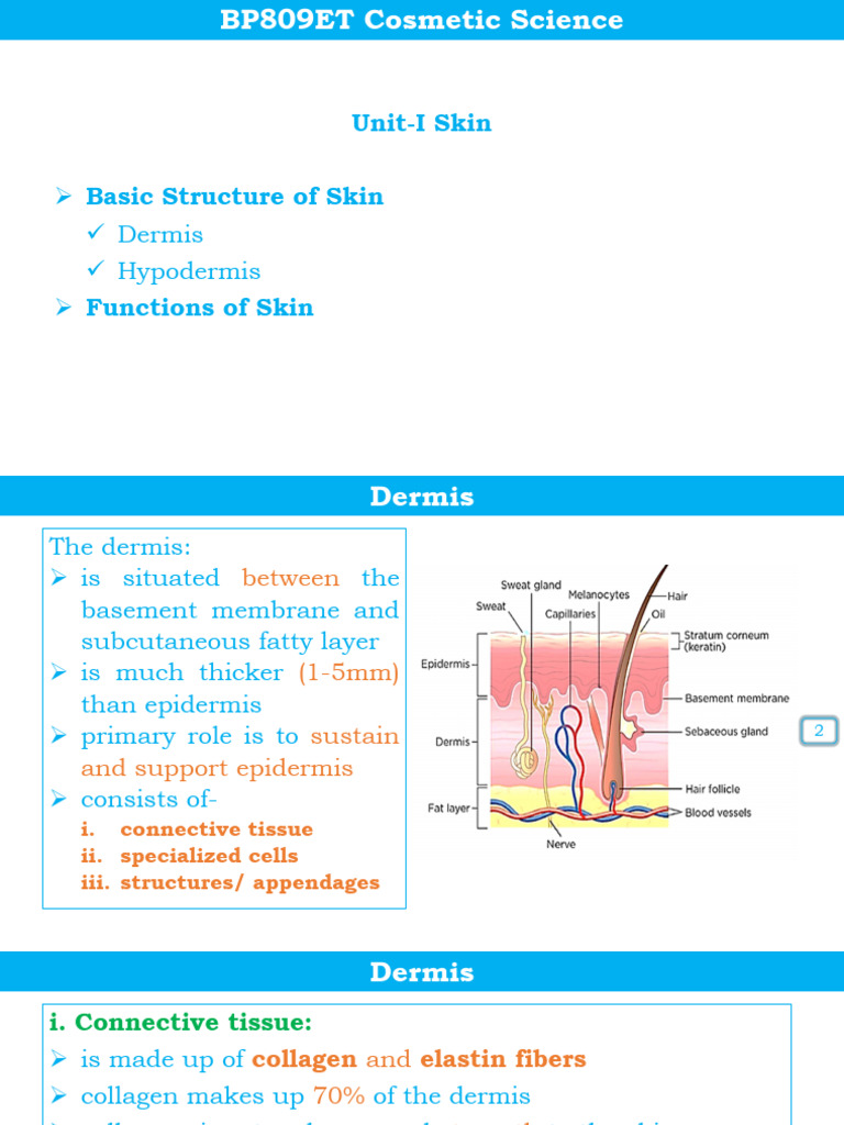 1.8 Skin - Basic Structure - Dermis | PDF | Skin | Animal Anatomy