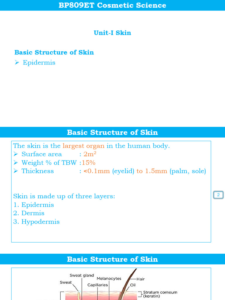 1.7 Skin - Basic Structure - Epidemis | PDF | Skin | Integumentary System