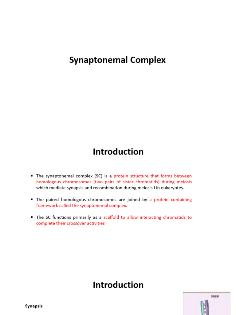 Synaptonemal Complex Overview and Diagram | PDF | Meiosis | Biochemistry
