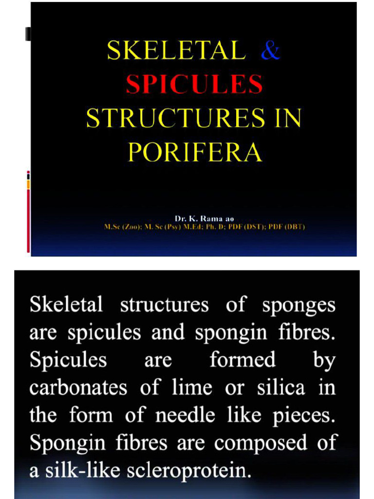 Skeleton in Sponges | PDF