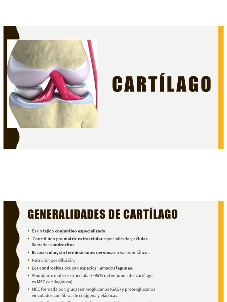 Cartílago y Hueso | PDF | Cartílago | Hueso