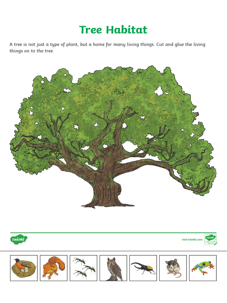 US T 497 Tree Habitat Activity Sheet - Ver - 2 | PDF