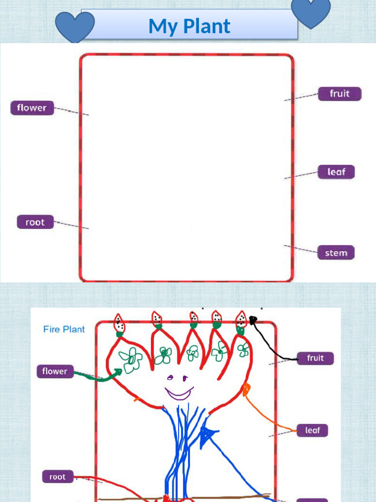 Plant Types | PDF