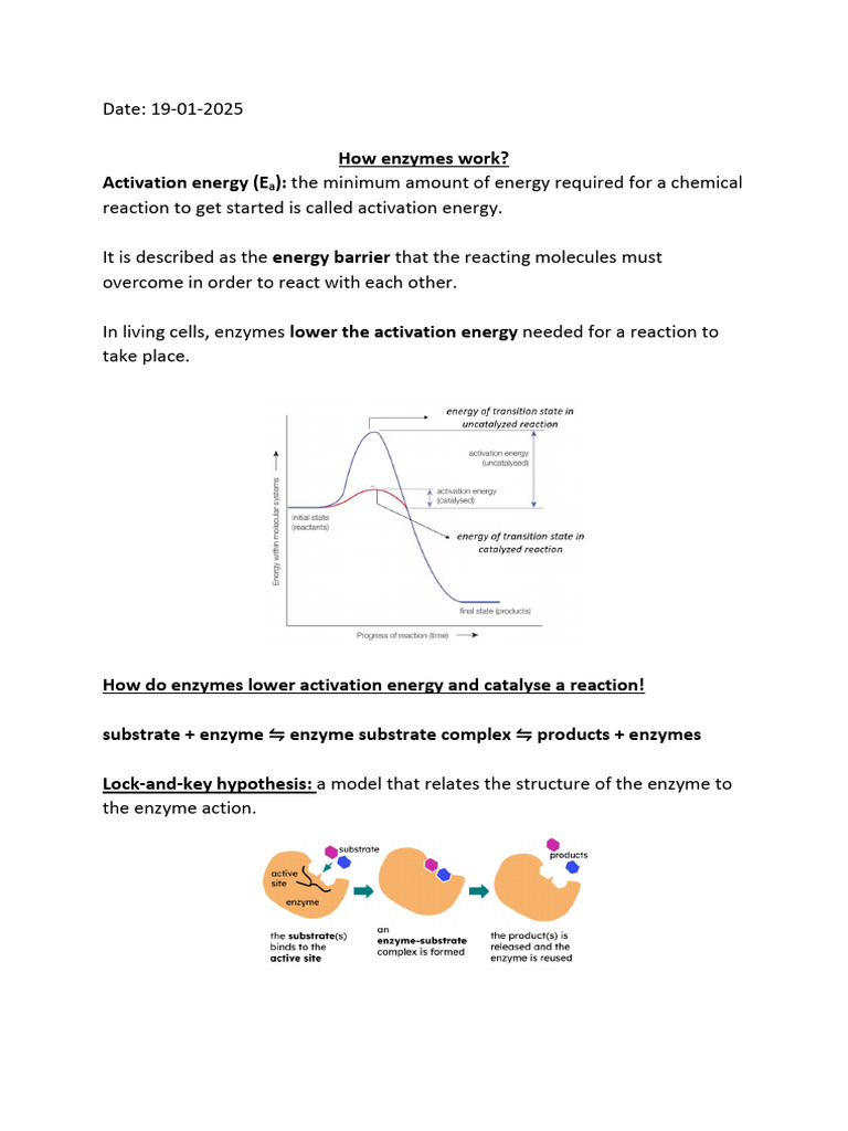 How Enzymes Work | PDF | Enzyme | Active Site