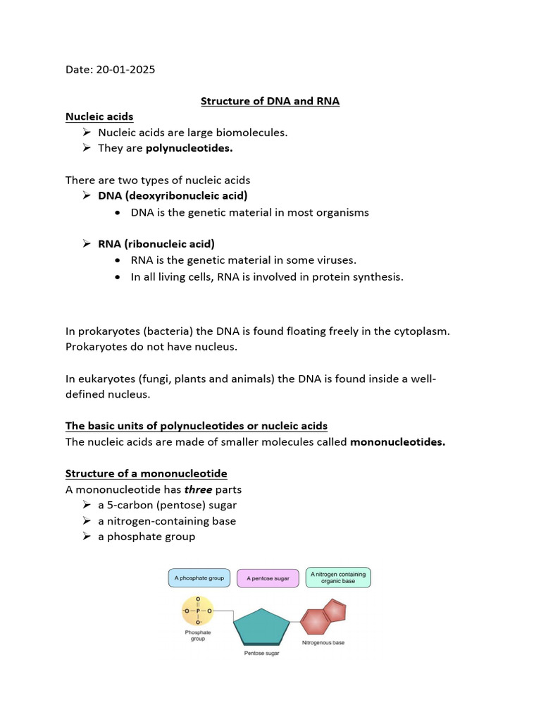 Structure of DNA and RNA | PDF
