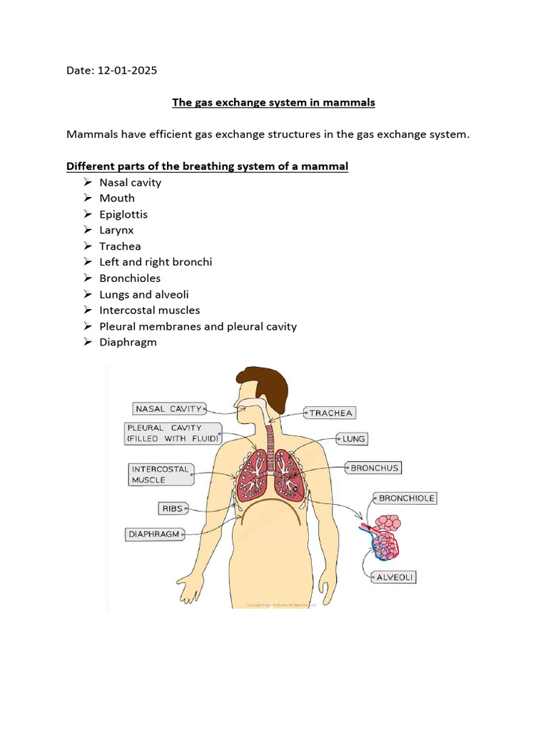 Mammalian Gas Exchange System Explained | PDF