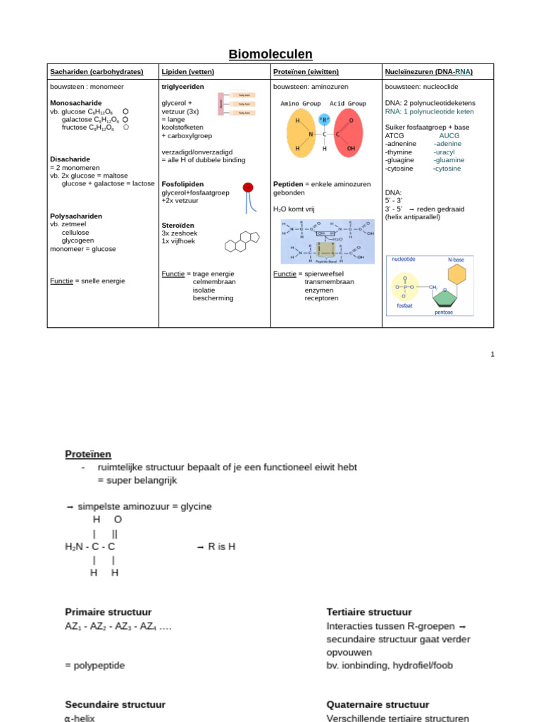 Biomoleculen - Google Documenten | PDF