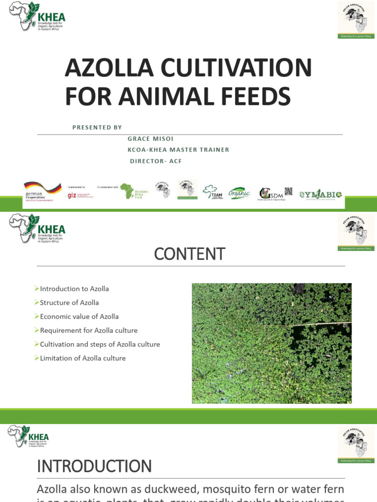 Azolla Cultivation For Animal Feeds by Grace Misoi | PDF | Fern | Earth ...