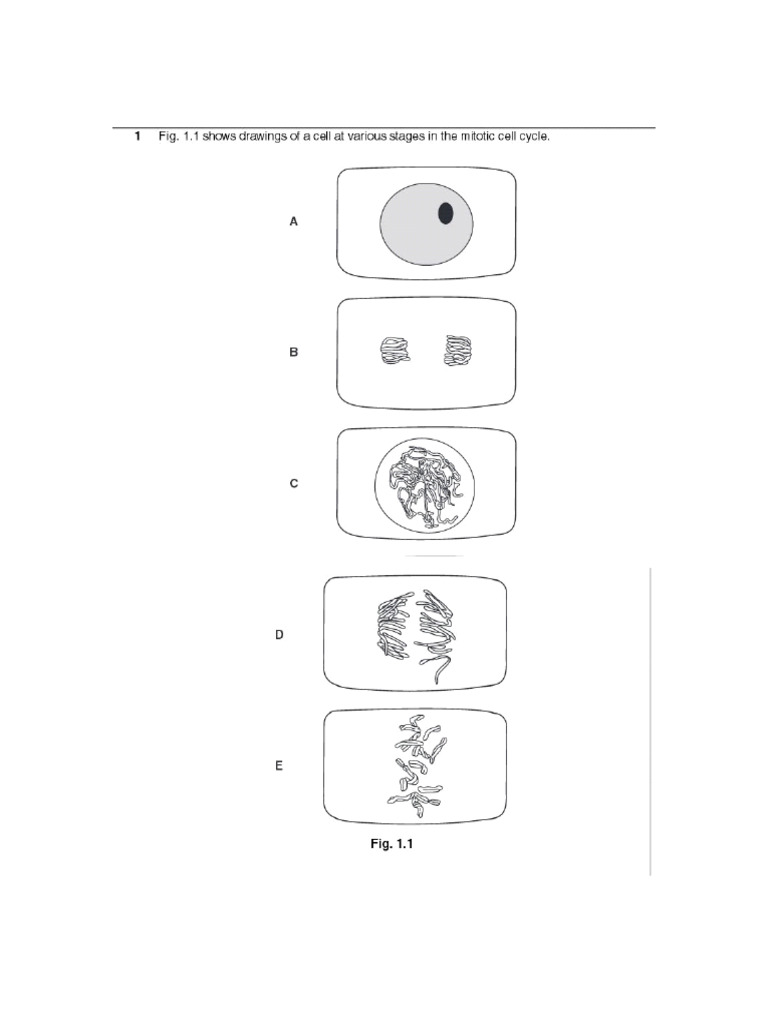 Cell Division QP | PDF