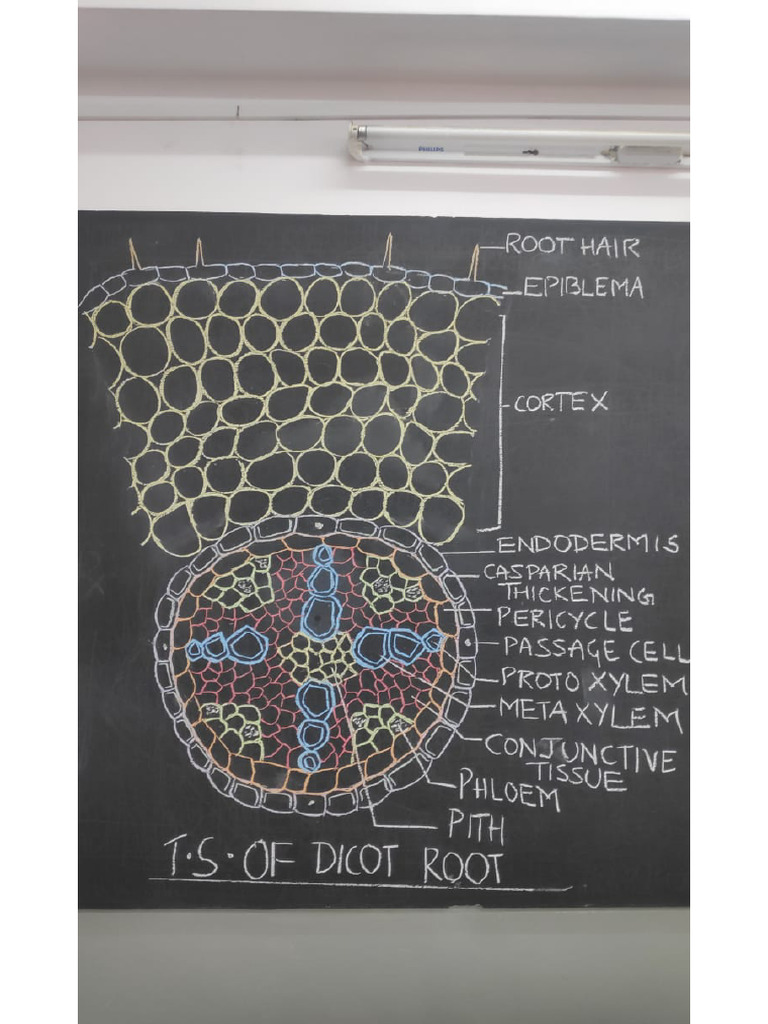 Anatomy of Root and Leaf | PDF