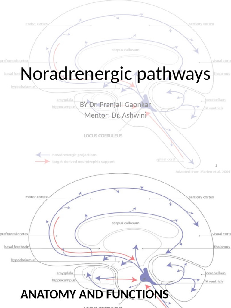 Noradrenergic Pathways | PDF | Norepinephrine | Stimulant
