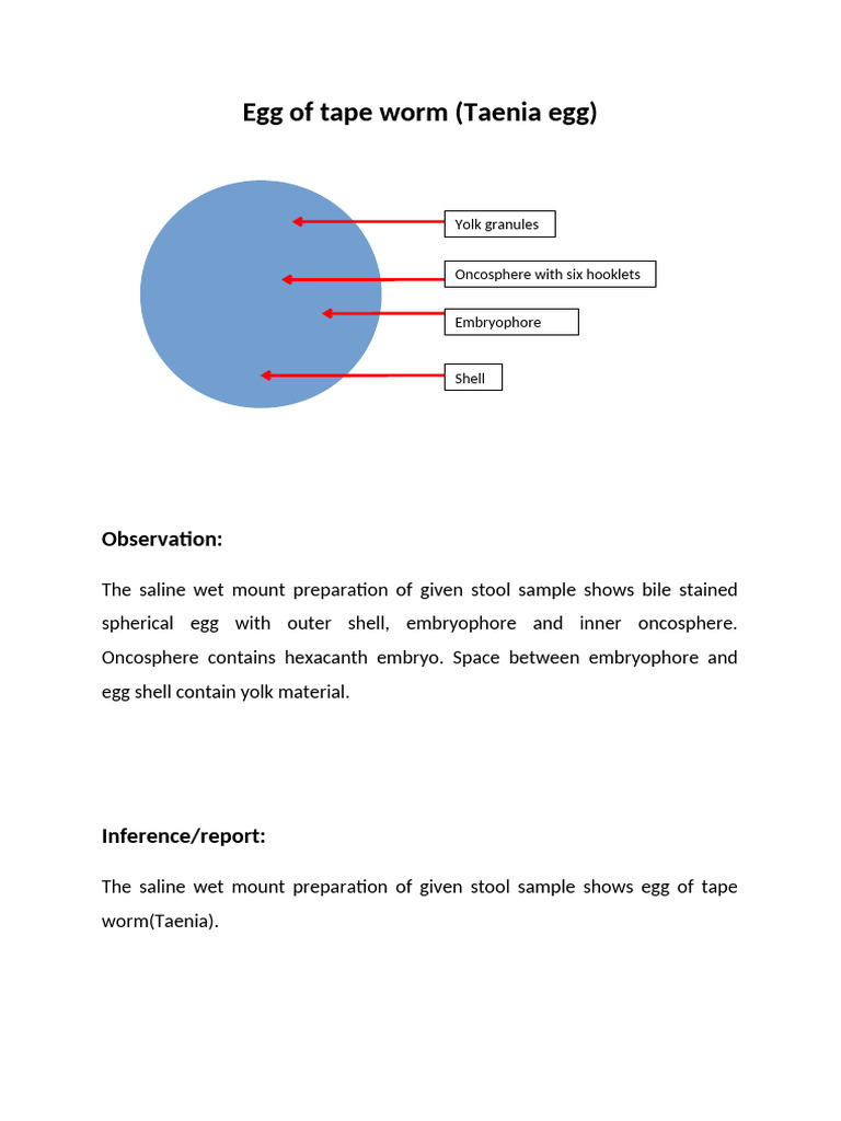 Taenia Tapeworm Egg Analysis | PDF