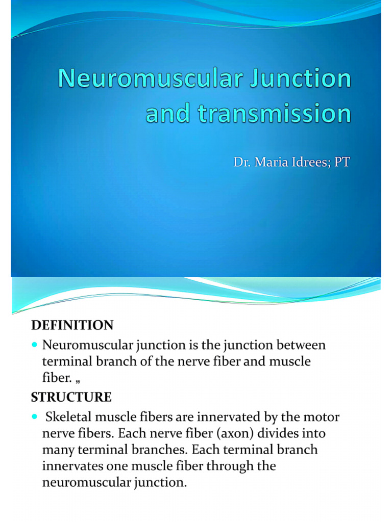 Neuromuscular Junction | PDF