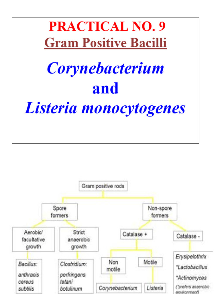 Final Practical No 9-Corynebacterium | PDF