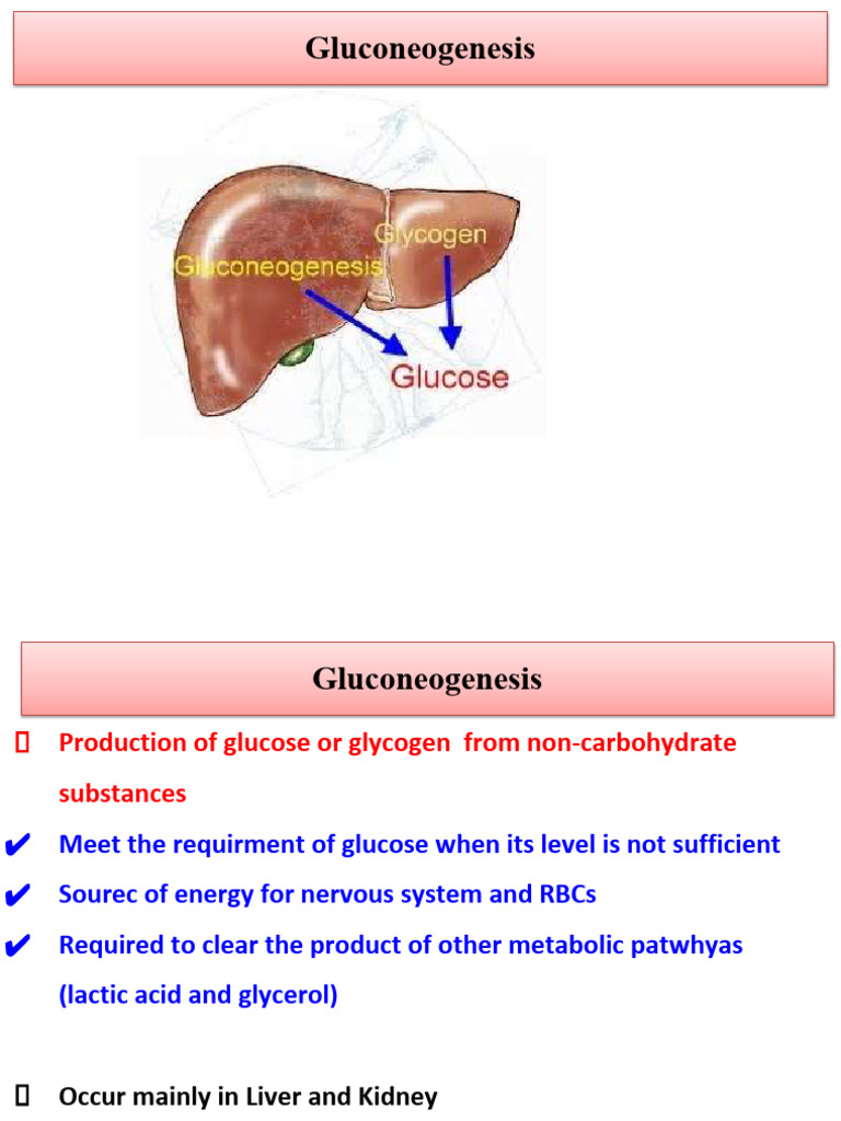Gluconeogenesis and Regulation of Blood Glucose | PDF | Glucose ...