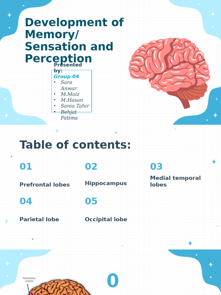 Sir Niazi Presentation of BRAIN | PDF | Visual Cortex | Parietal Lobe