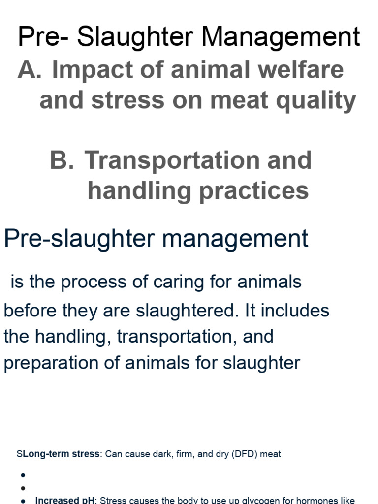 Pre - Slaughter Management | PDF | Meat | Animal Slaughter