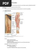 Anatomia Da Perna | PDF | Pé | Anatomia dos membros inferiores