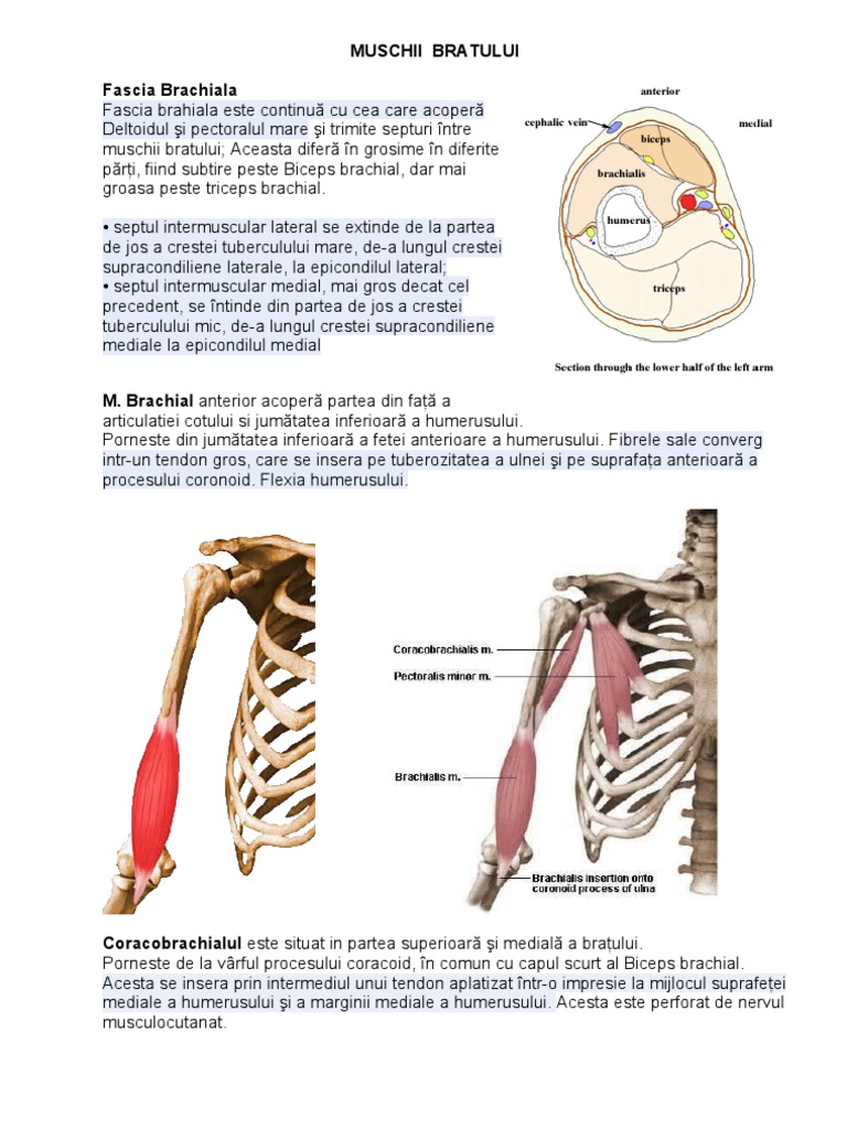 Muschii Bratului | PDF