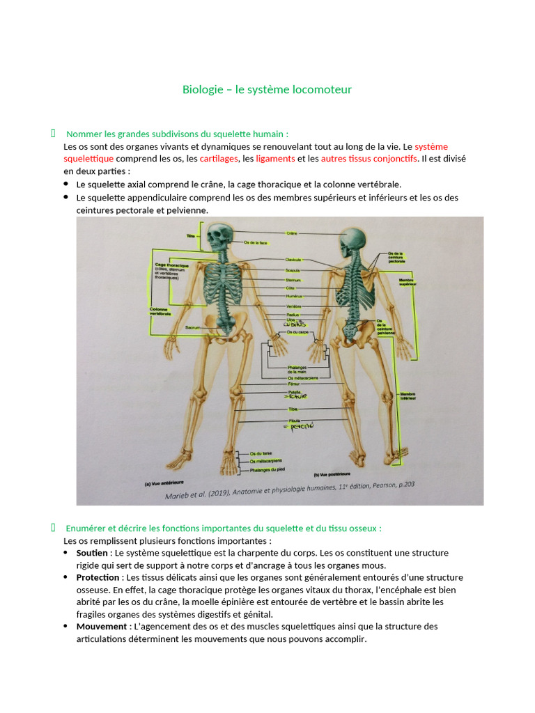 Système locomoteur : squelette et articulations | PDF | Muscle | Os