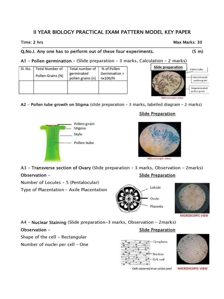 Biology Practical Exam Model Paper 2025 | PDF | Mitosis | Cell Biology