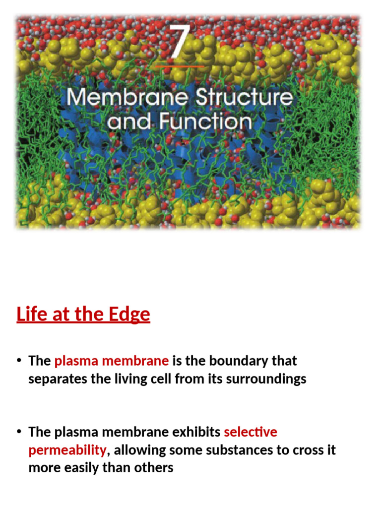 Membrane Structure and Function | PDF | Cell Membrane | Phospholipid