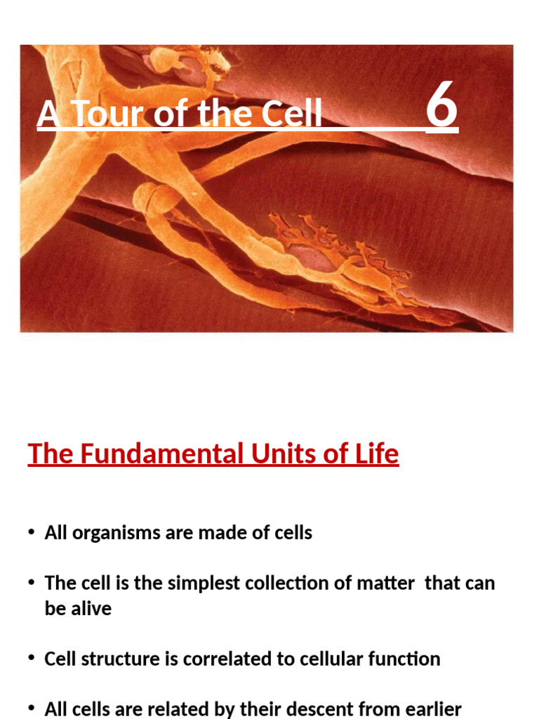 A Tour of The Cell 2 | PDF | Endoplasmic Reticulum | Cell Nucleus