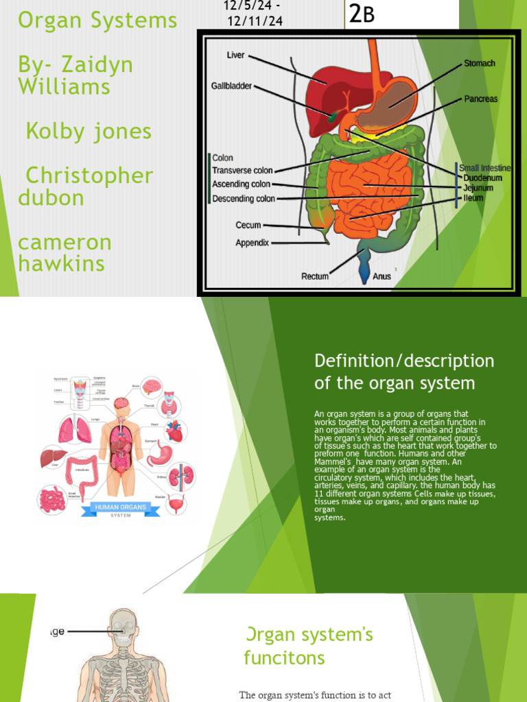 Organ System Powerpoint | PDF | Human Body | Circulatory System