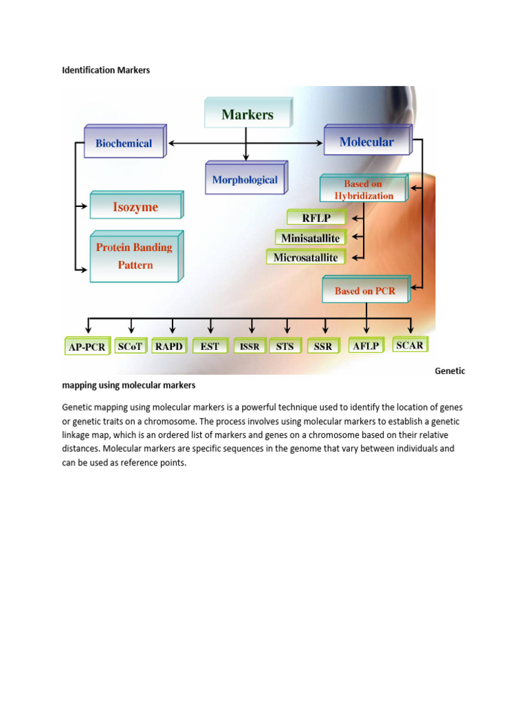 Molecular Markers | PDF | Genetic Linkage | Single Nucleotide Polymorphism