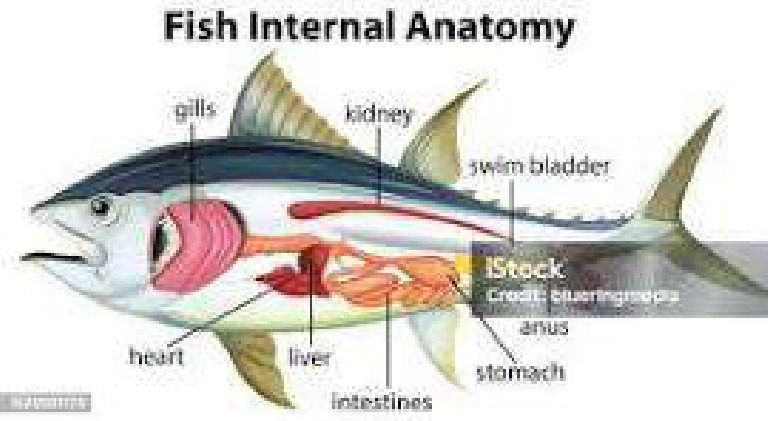 Anatomi Ikan Tuna | PDF