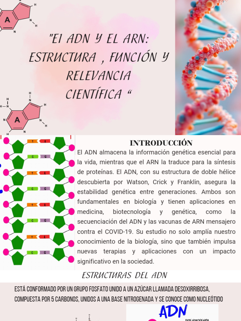 El ADN y El ARN Estructura Funcion y Relevancia Cientifica - PPTX ...