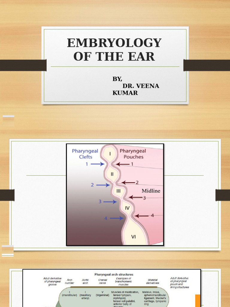 Embryology of Ear | PDF | Ear | Human Head And Neck