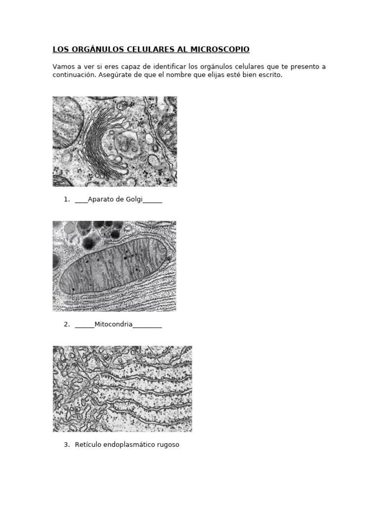 Identificación de Orgánulos Celulares | PDF