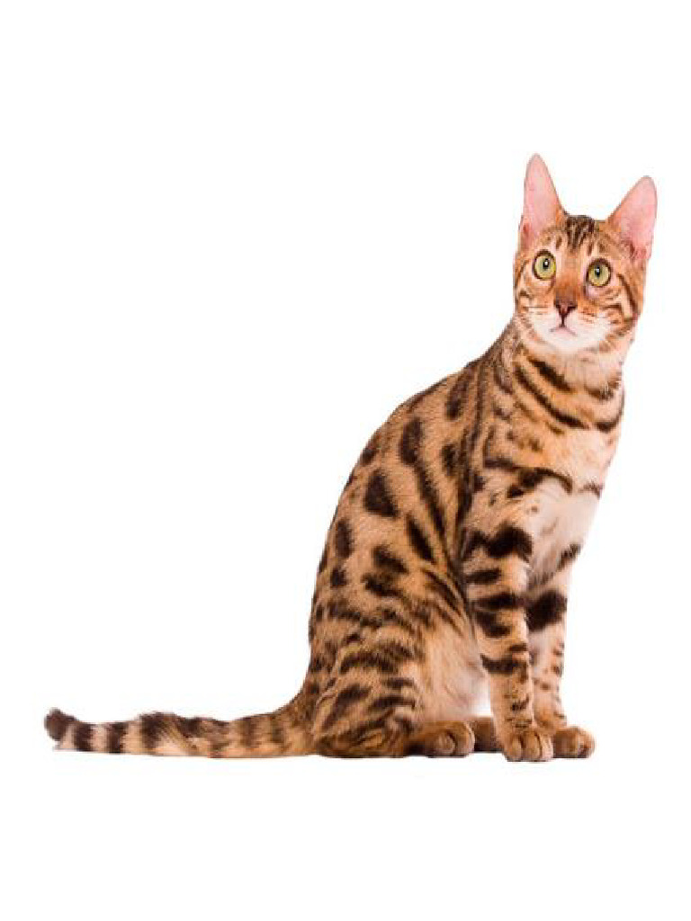 EL PERRO BOBBY SE MOLESTÓ | PDF