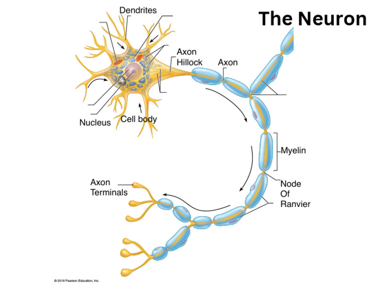 Neuron Structure and Function Explained | PDF