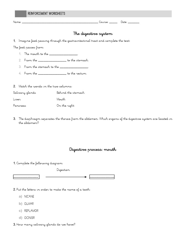 The digestive system.Reinforcement worksheets | PDF | Stomach | Digestion