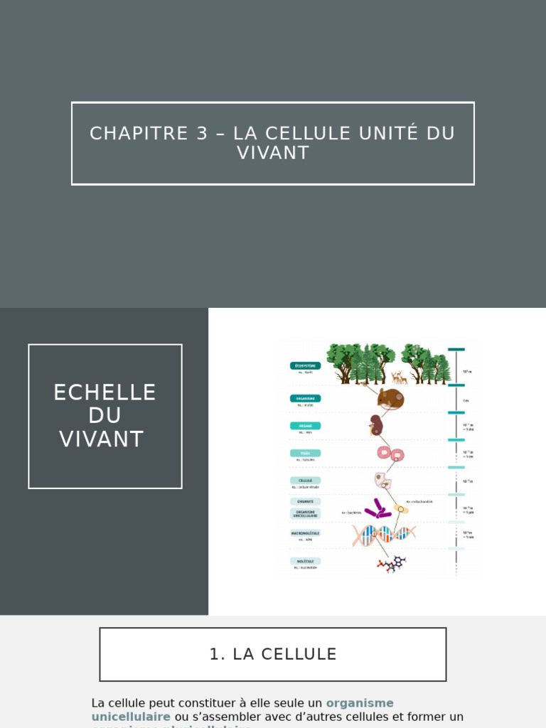4 SG - Bio - UAA 3 - Chap 3 - La Cellule | PDF | Réticulum endoplasmique | Cellule (Biologie)