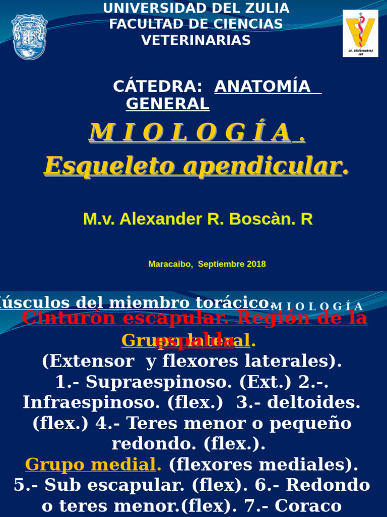 Musculos Esqueleto Apendicular | PDF | Mano | Pelvis