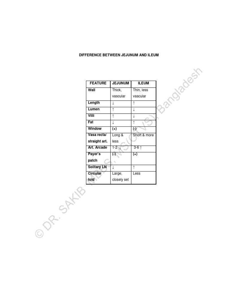 Difference Betn Jejunum & Ileum | PDF